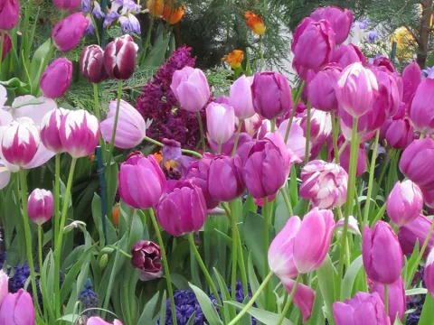In the Pink: Annual Spring Bulb Show